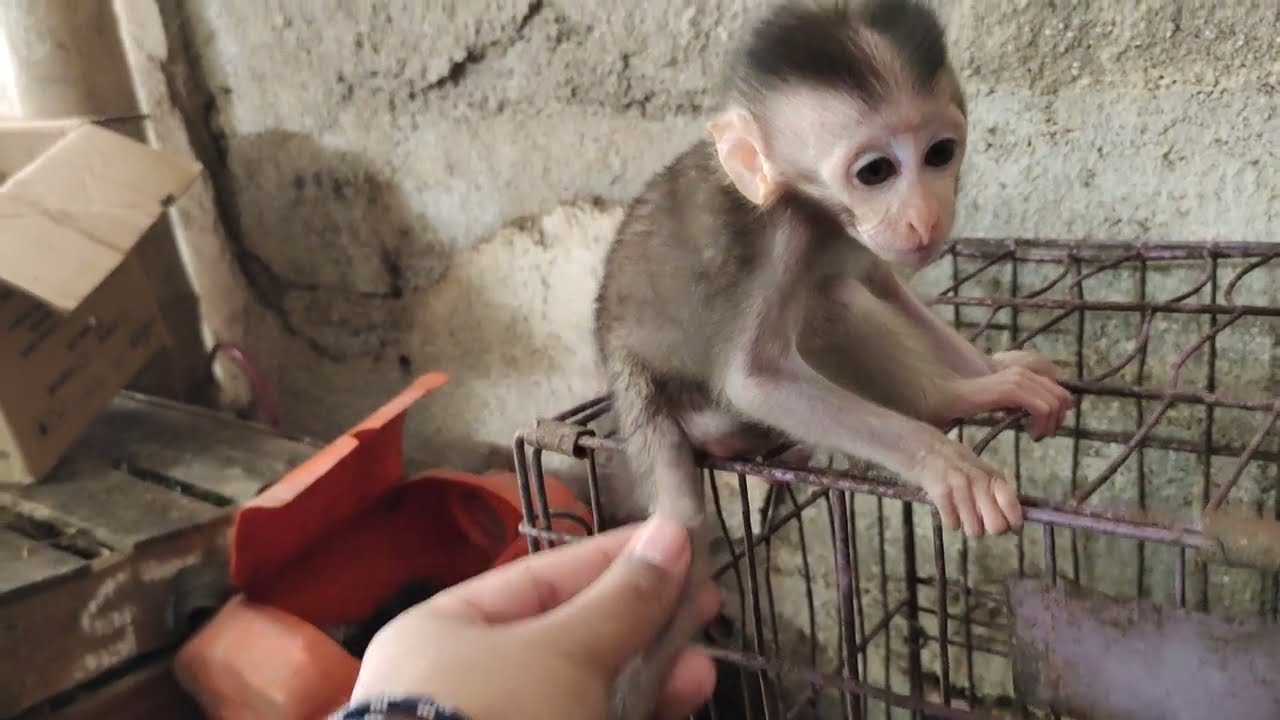 Baby monpai sangat lucu skli - YouTube