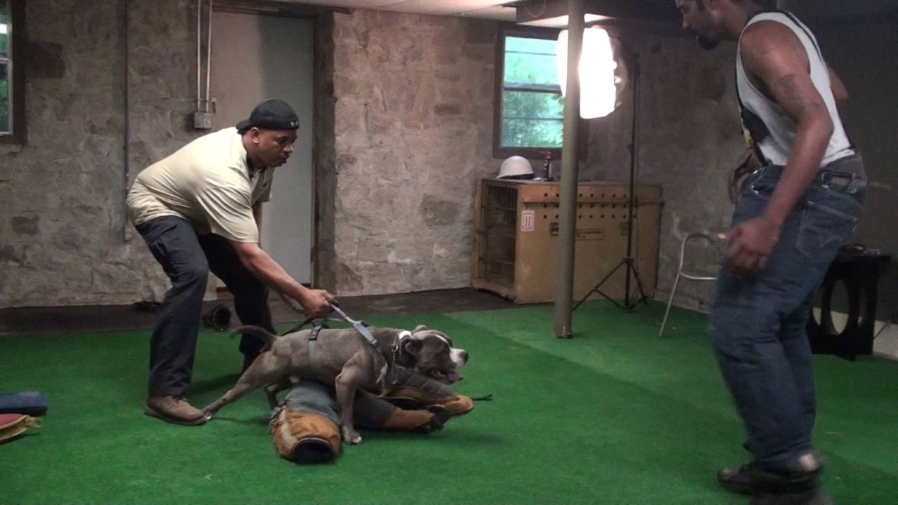 Junior the Protection Pit bull in training - YouTube