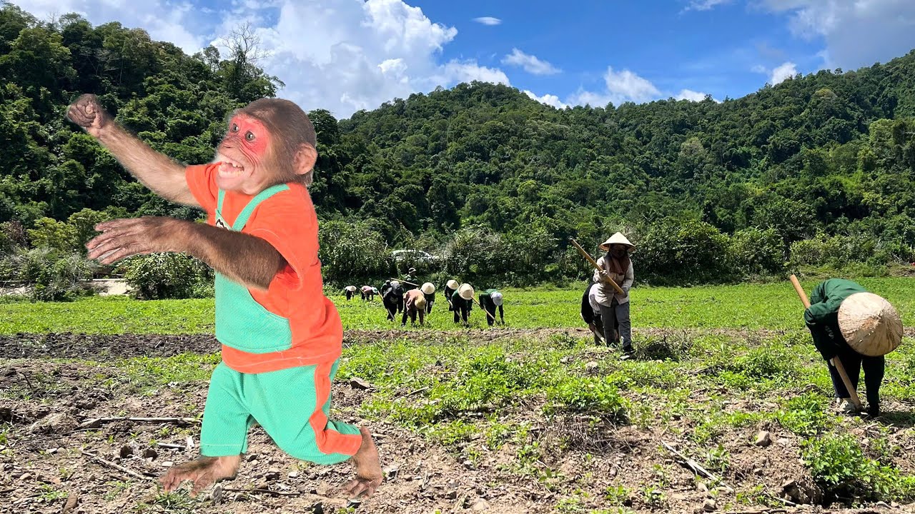 Monkey Su's emotional reaction when seeing many strangers appear in his ...