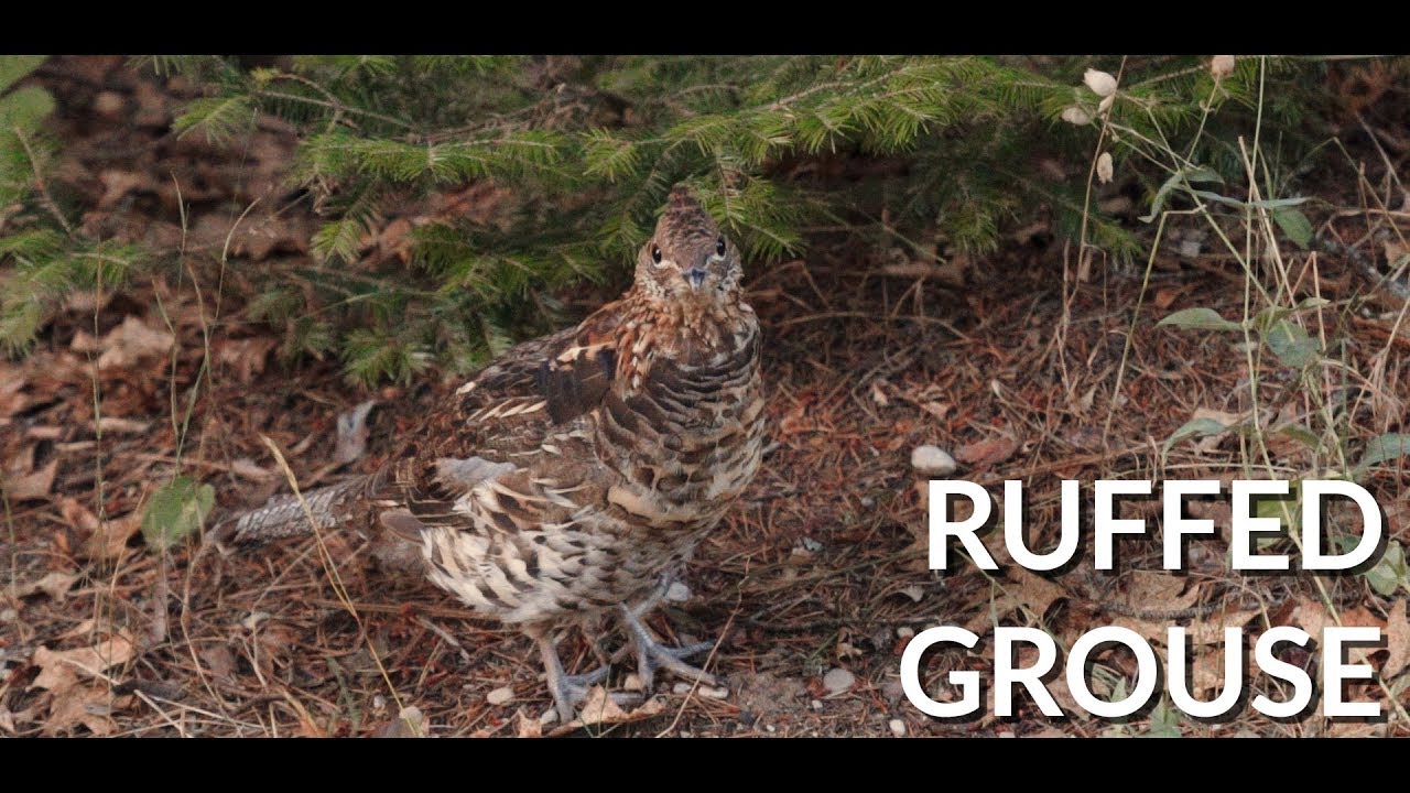 Wild Ruffed Grouse | Called In | Bonus Video - YouTube