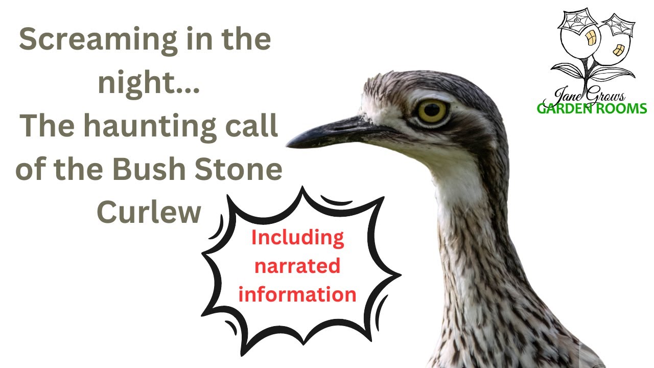 What's that Scream in the Night? It could be a Bush Stone Curlew #birds ...