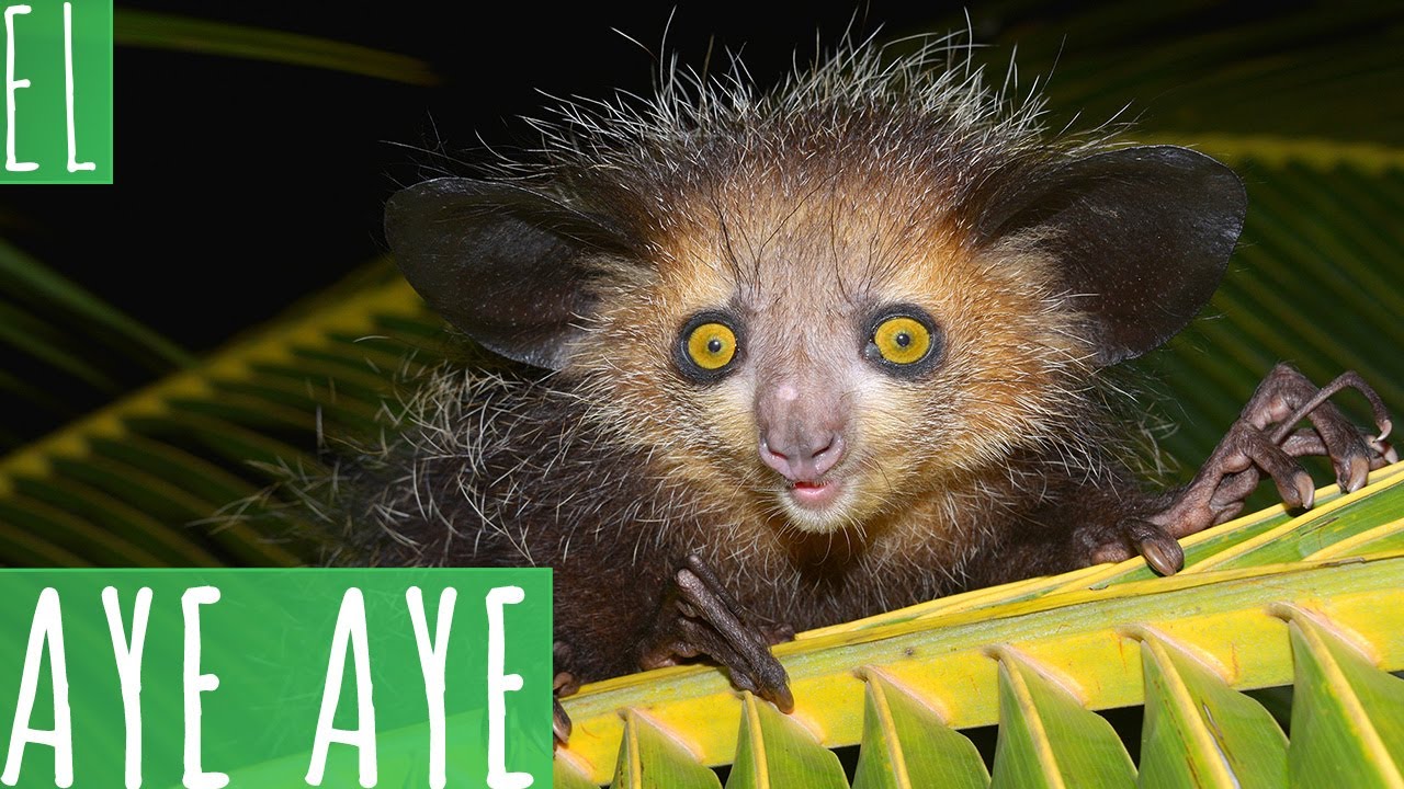 EL AYE AYE - YouTube