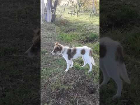 Gurcusdan coban it balasi