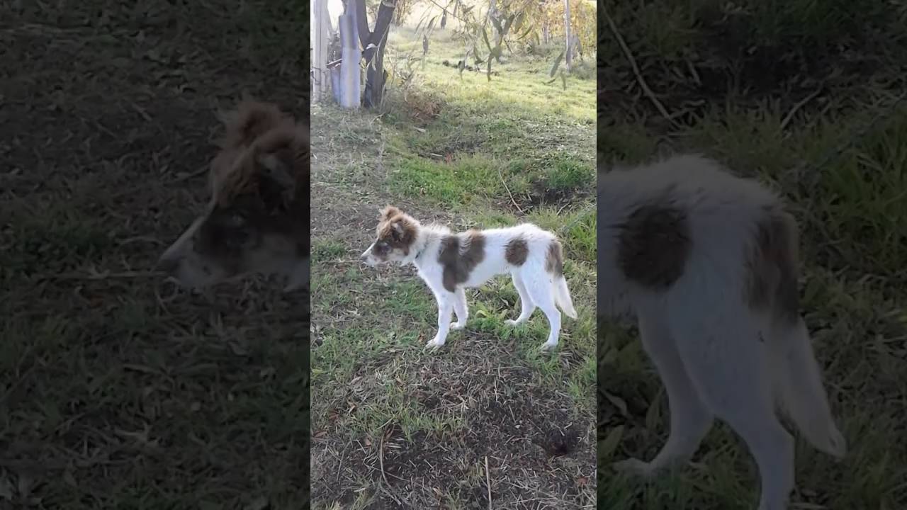 Gurcusdan coban it balasi - YouTube