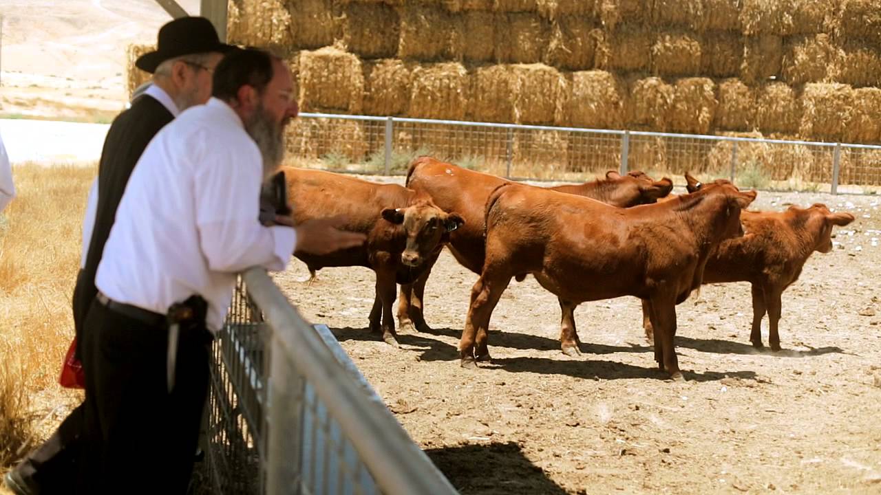 Accomplishing the Impossible: Raising a Perfect Red Heifer - YouTube