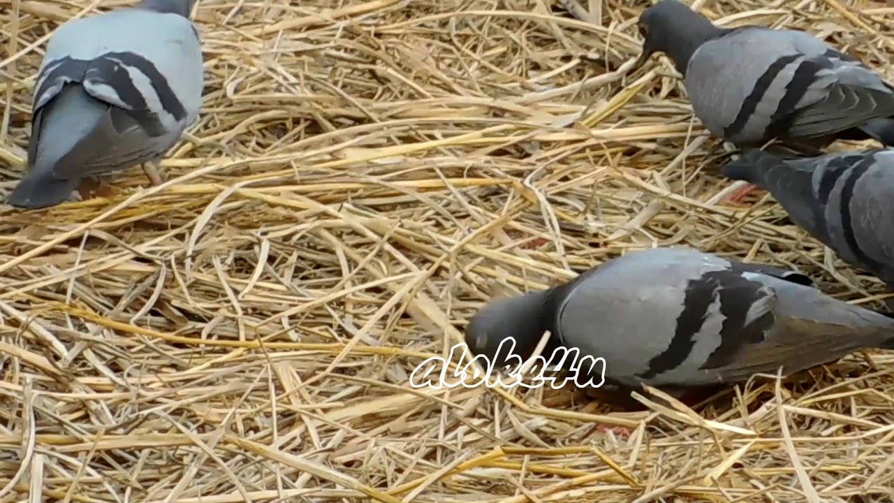 This Pigeon Are Digging The Garbage And Eating There Food || Real ...