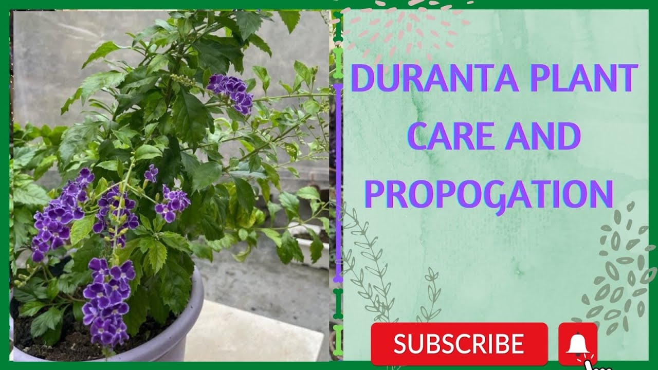Unique,Beautiful Plant DURANTA care & flowering Tip #flowers #beautiful ...