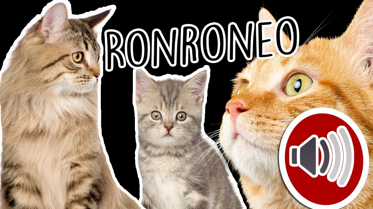 🐱 Ronroneo de Gatos 🎵AUDIO RELAJANTE - YouTube