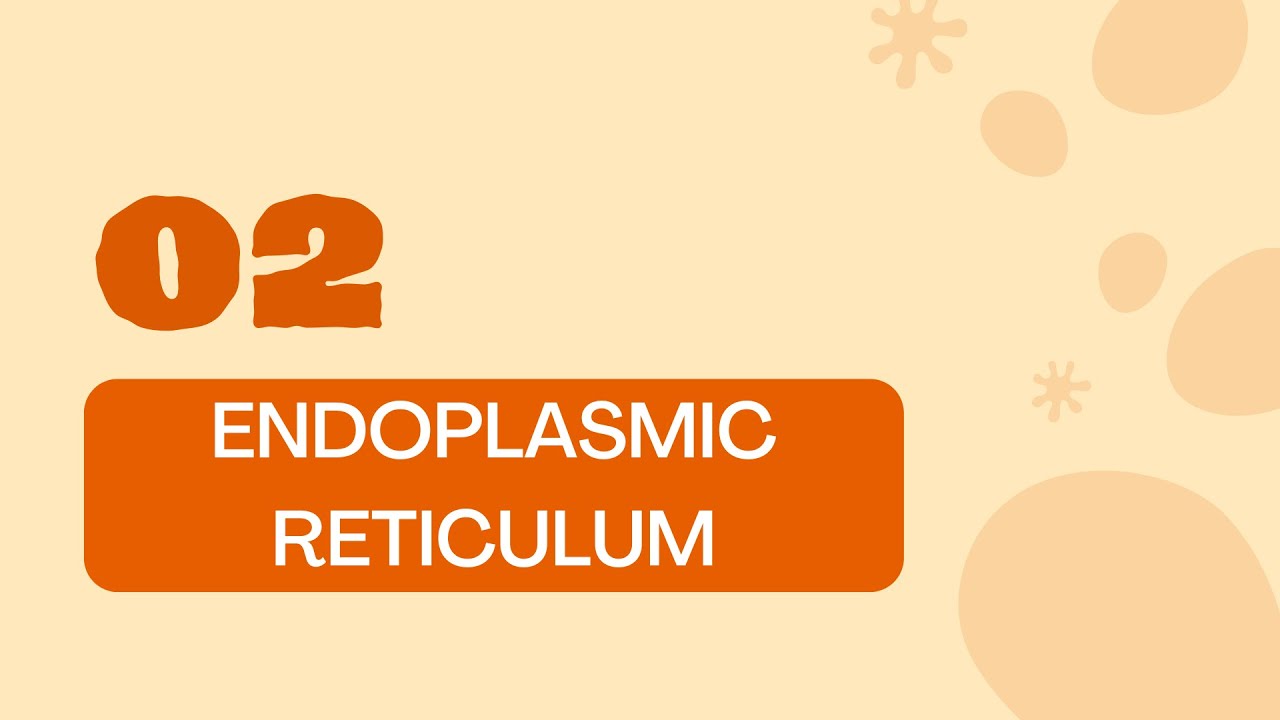 STPM BIOLOGY SEM 1 CHAPTER 2 | ORGANELLES |fENDOPLASMIC RECTICULUM ...