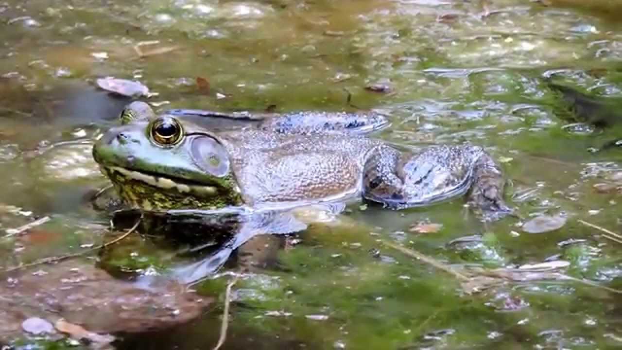 Capital Naturalist: Bull Frog Calling - YouTube