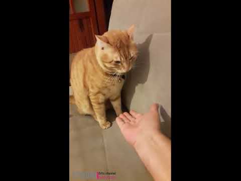 PSİKOPAT KEDİ HAYDAR SAHİBİNE SALDIRIYOR