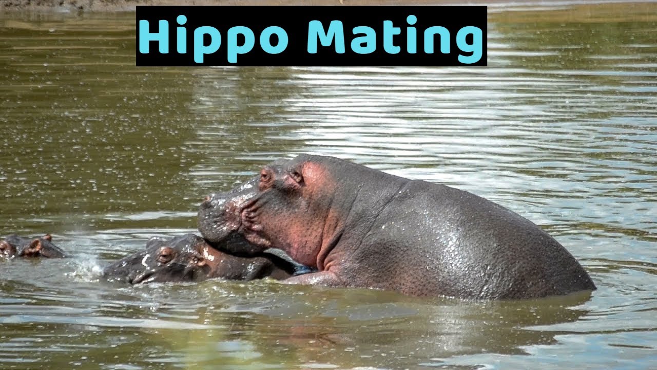Hippo Mating - YouTube
