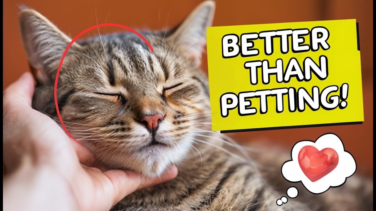 10 Things Cats Love More Than Your Affection—You'll Be Surprised! - YouTube