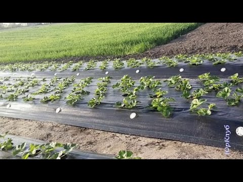 АГРОТКАНЬ, ЛУЧШАЯ МУЛЬЧА для клубники! Обрабатываем клубнику от клеща ...