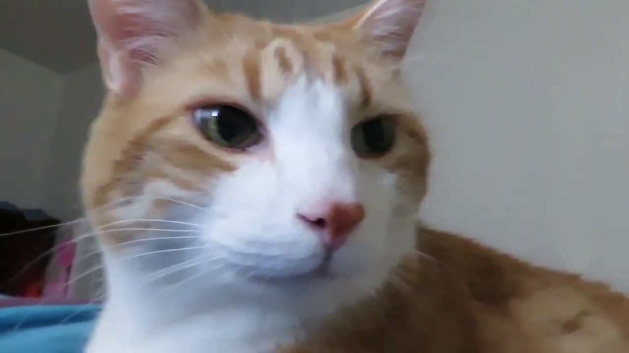 Wake Up Right Meow Says My Cat - YouTube