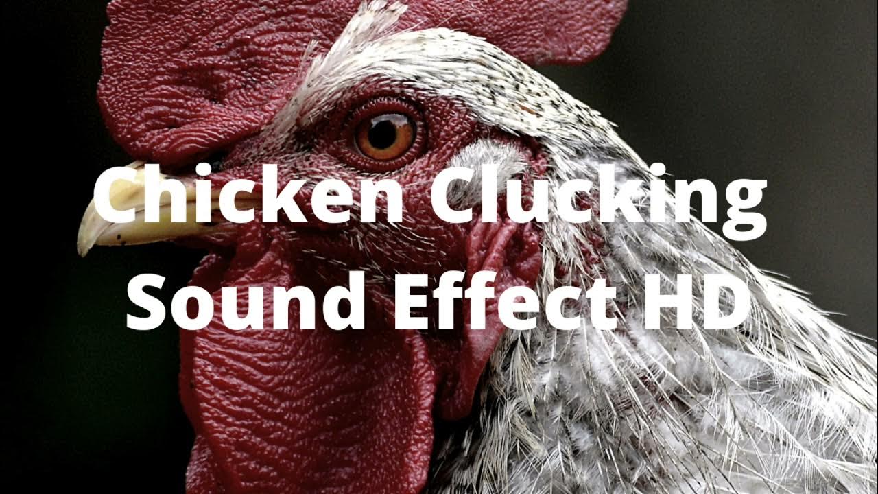 Chicken Clucking Sound Effect HD - YouTube