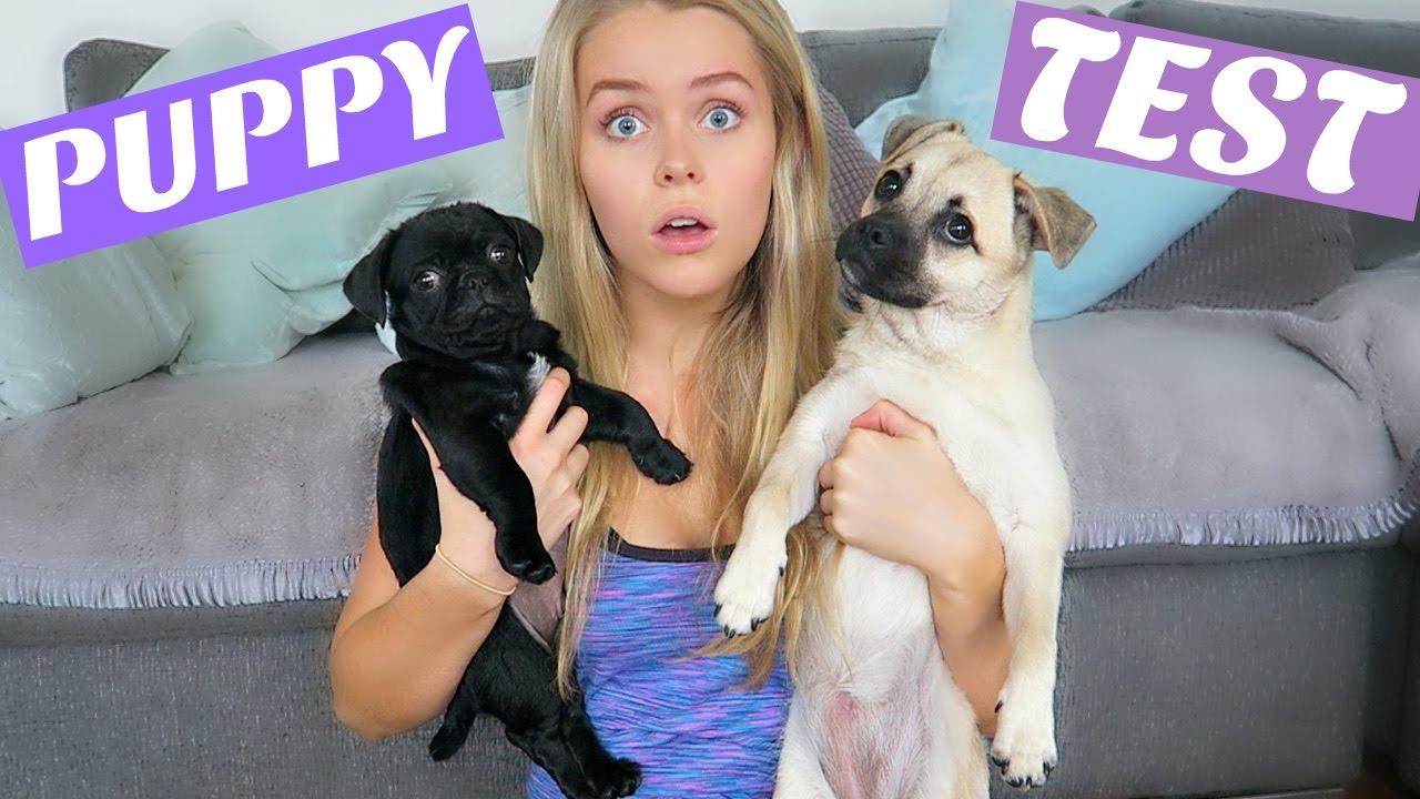 Testing My Puppy's Intelligence - YouTube