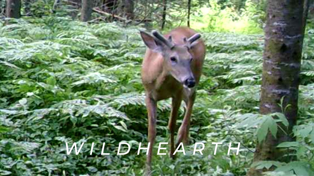 One minute for the deer lovers.#deer #trailcamera #wildlife #nature # ...