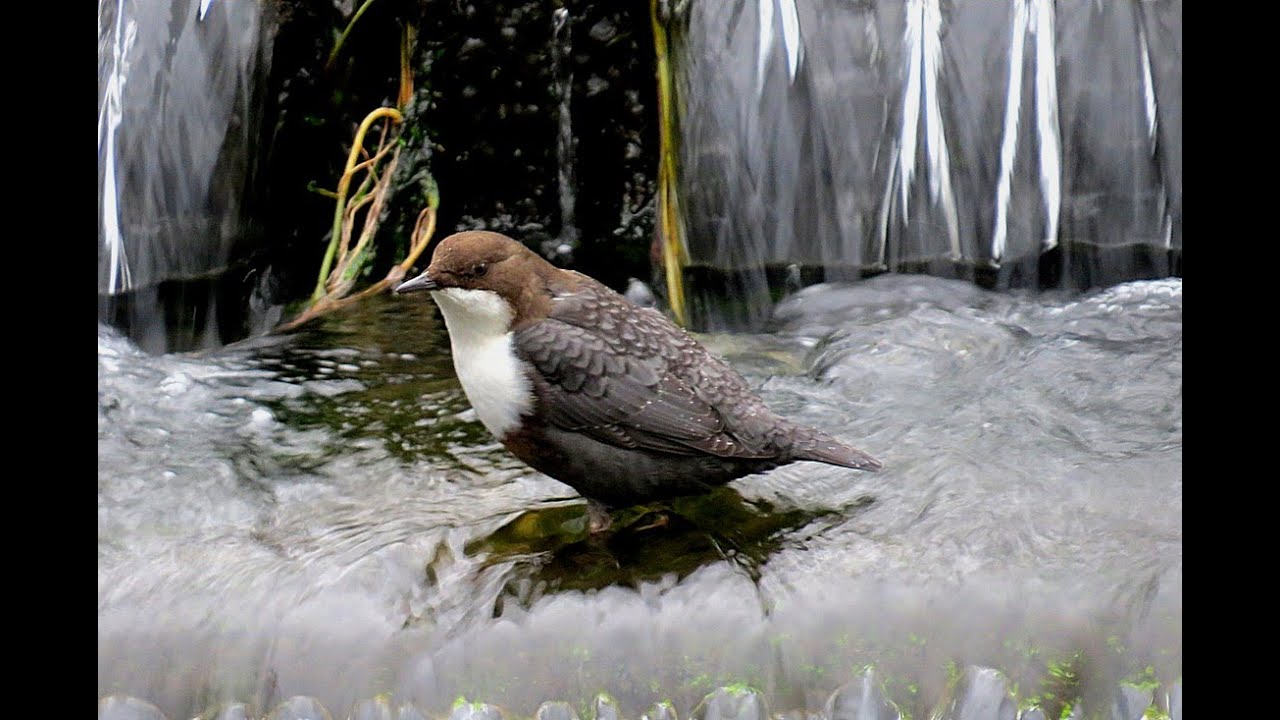 White-throated Dipper - Waterspreeuw - Will Schep - YouTube