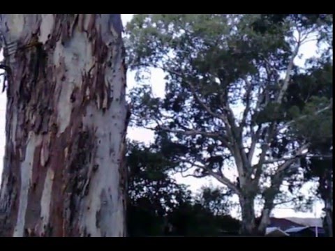 The Gums Tree and Detail Scene 9 - YouTube