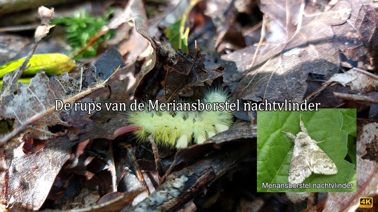 De rups van de Meriansborstel nachtvlinder - YouTube