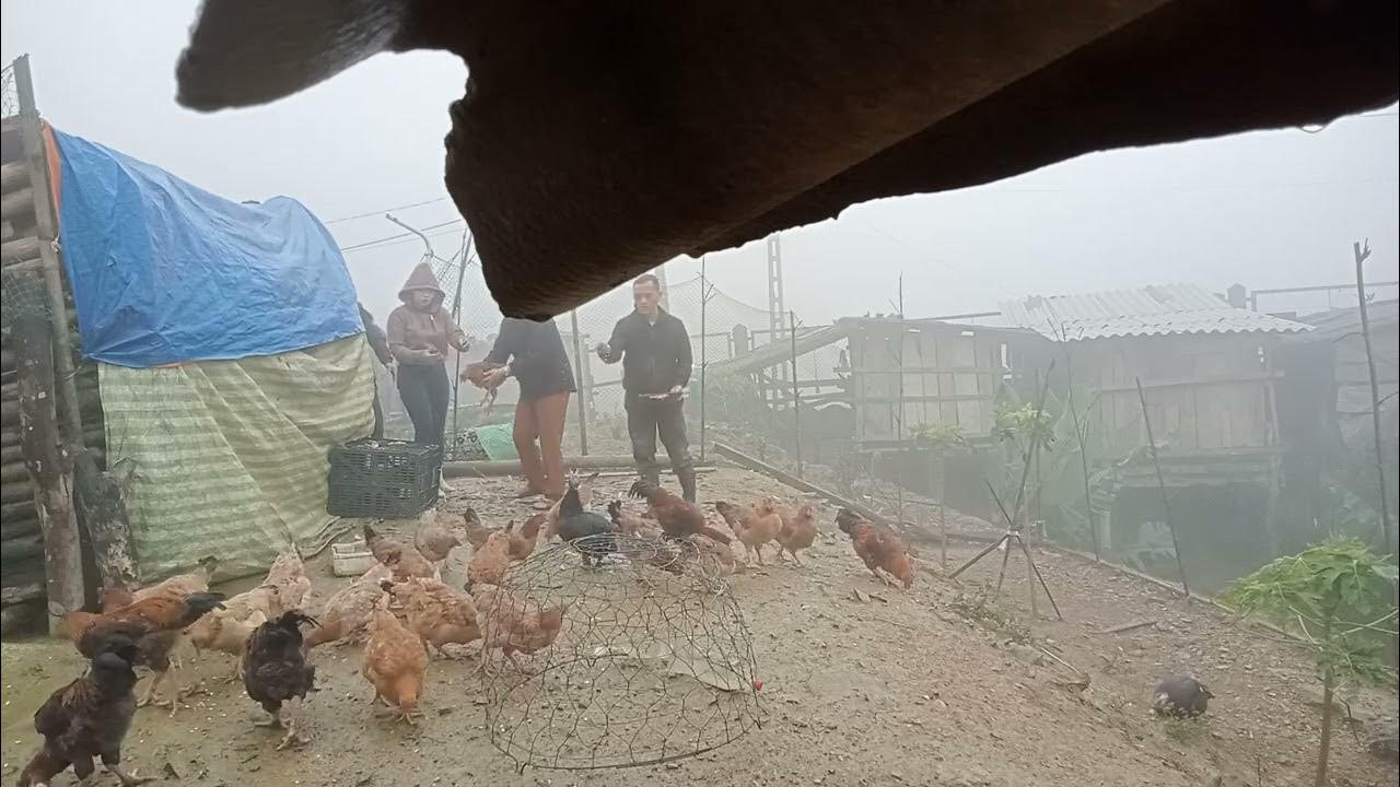 Kuv cov qaib mus txog tsev no heev - YouTube