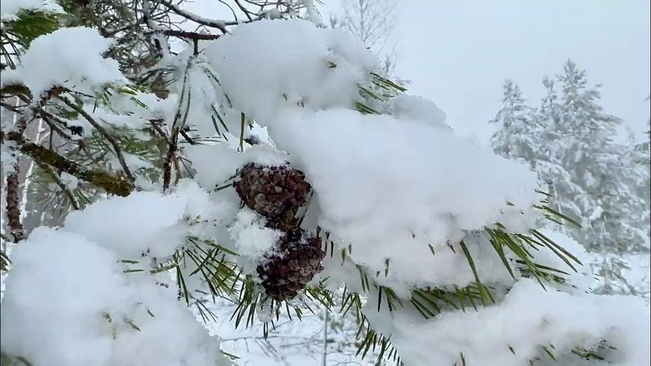 Winter Wonderland: A 4K virtual walk through a snowy forest after an ...