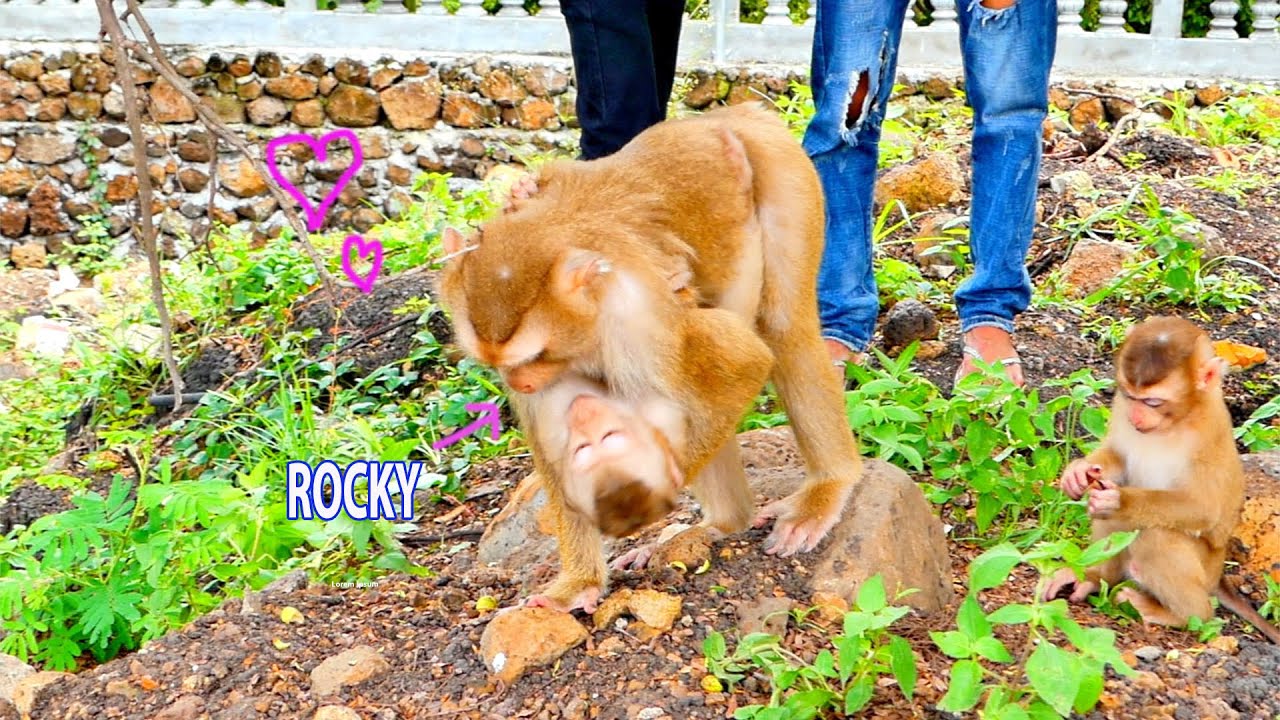 Congrats baby monkey SARO you have a Brother Dhamma is monkey ROCKY cuz he hug your mom SARIKA ...