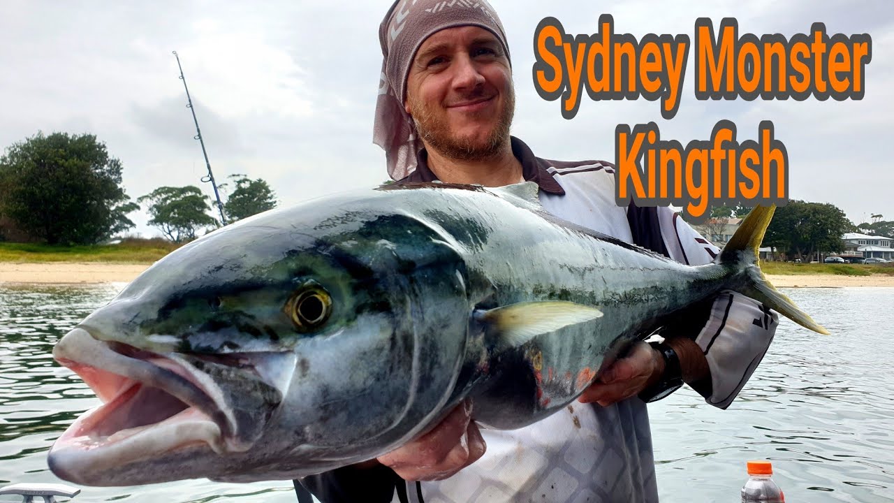 Sydney Monster Kingfish - YouTube