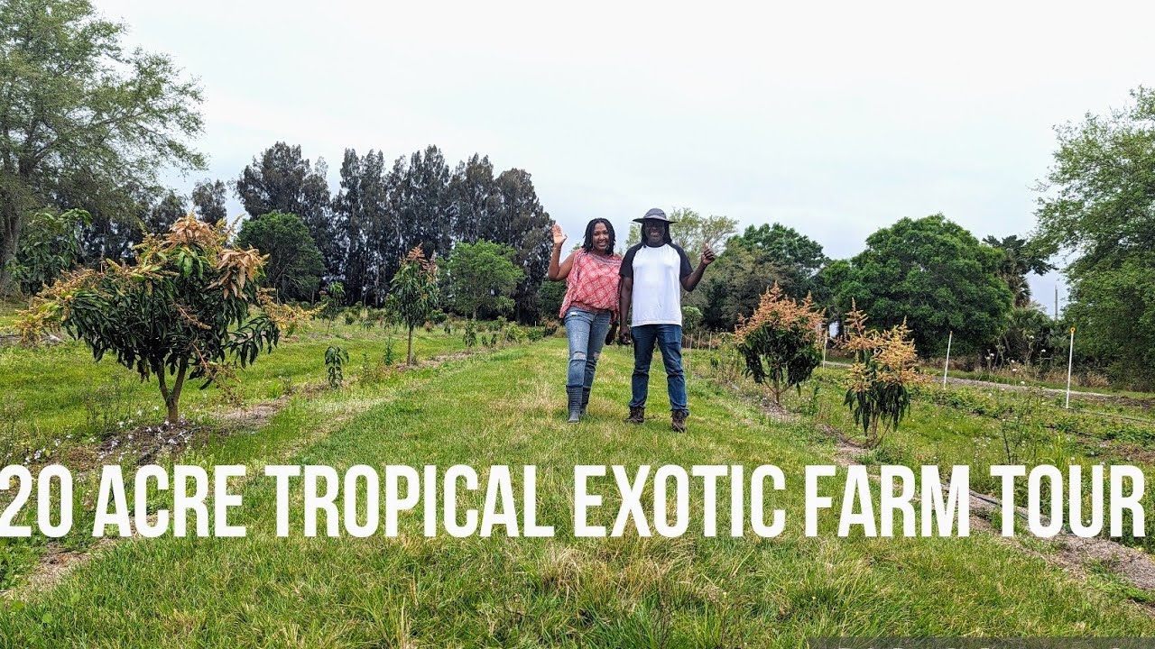 Jamaica Farms - 20 acre farm with thousands of tropical exotic, 150 ...