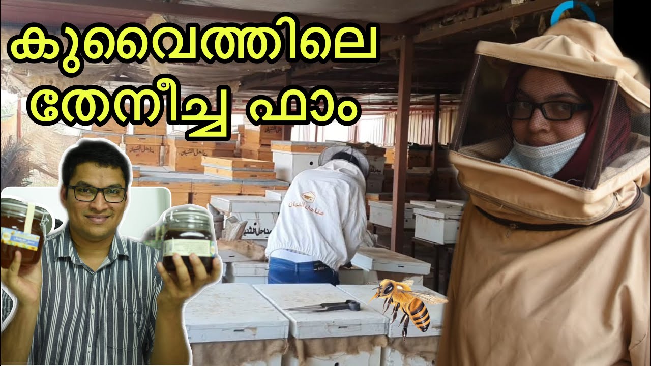 കുവൈത്തിലെ തേനീച്ച ഫാം | Honeybee Factory | Fresh Honey in Kuwait ...