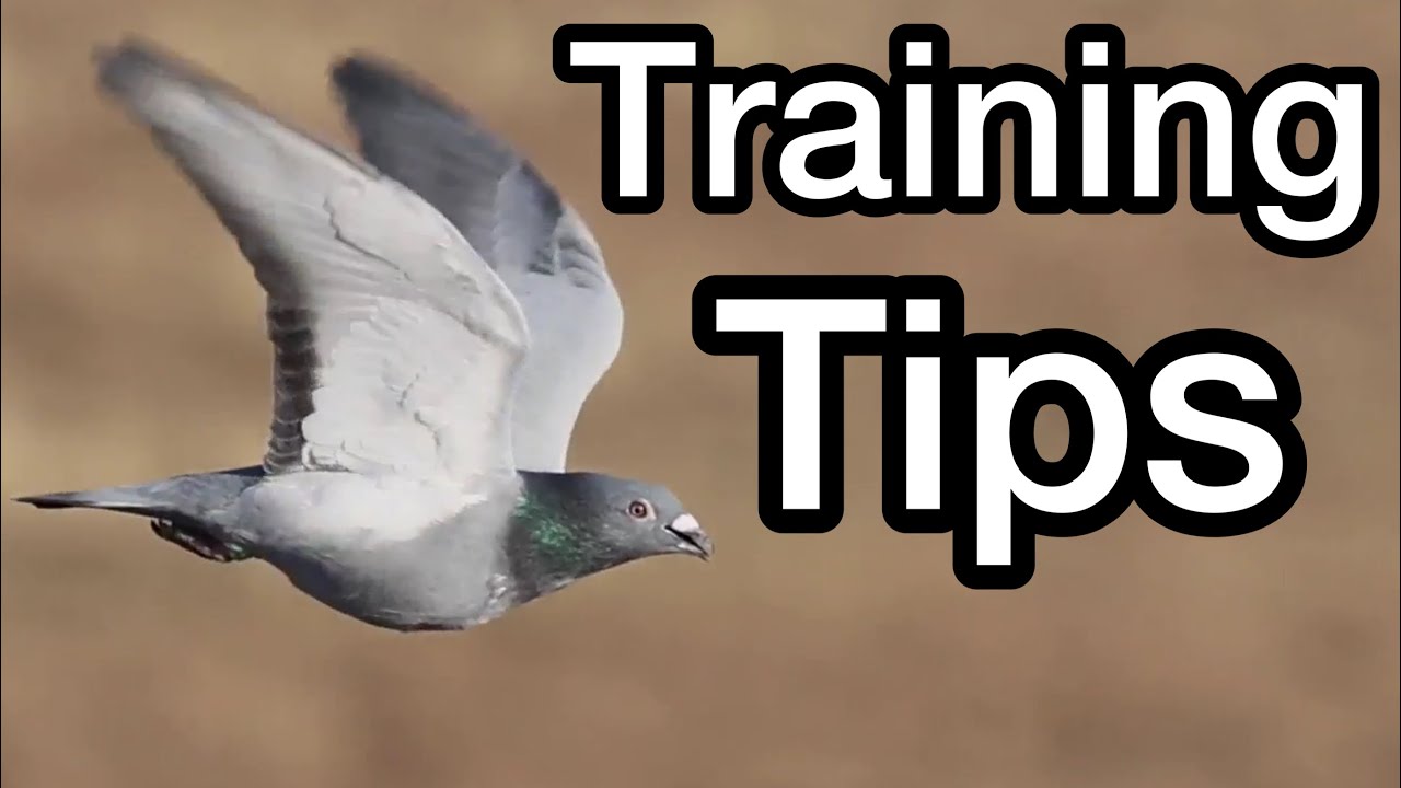 How to Train Racing Pigeons | Pigeon Racing - YouTube