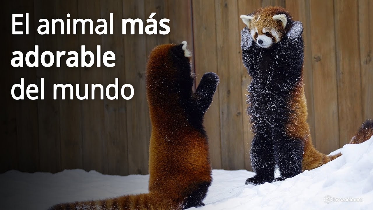 Panda Rojo Caminando