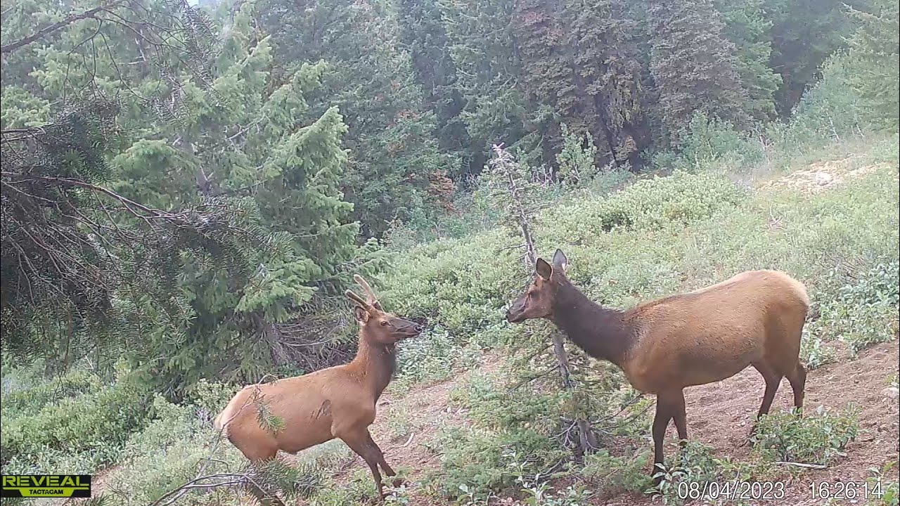 Cow Elk vs Spike Elk Faceoff | Cellular Trail Camera Video - YouTube