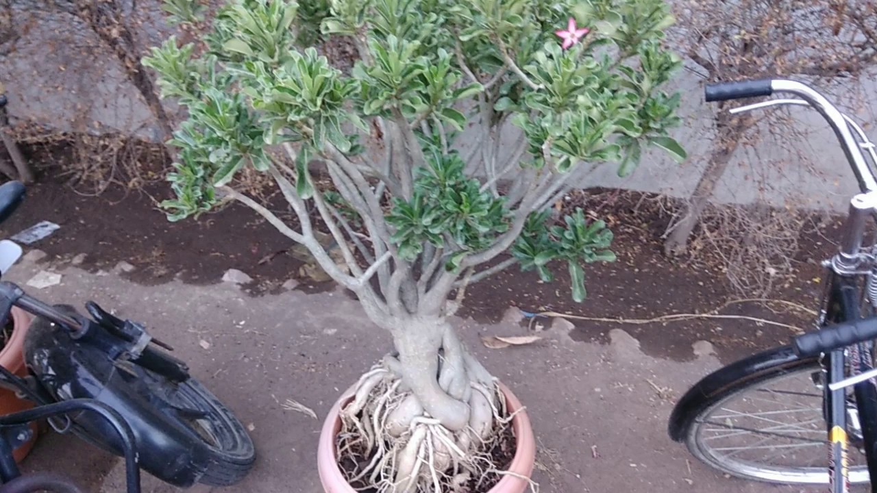 Adenium plant / big adenium obesum plant/adenium big caudex. - YouTube