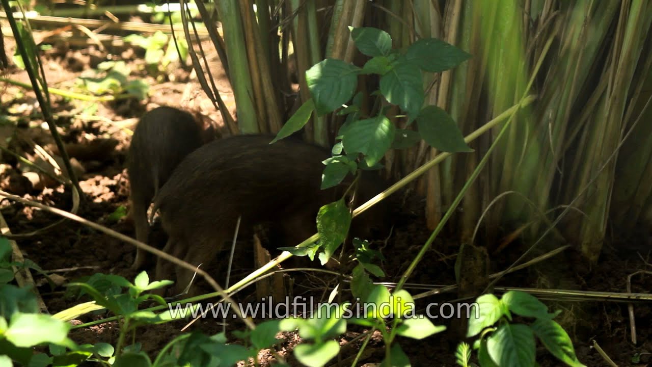 The critically endangered Pygmy hogs in India - YouTube