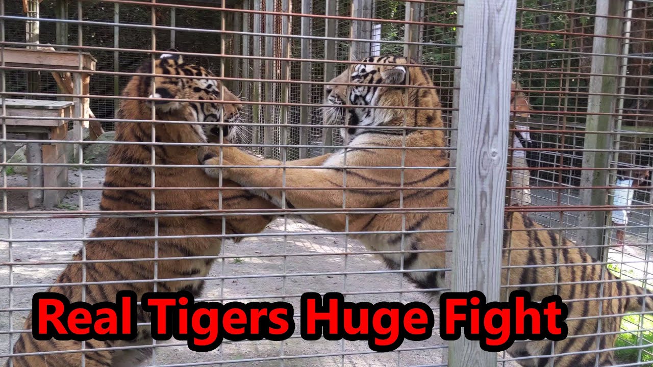 Tigers started HEAVY FIGHT suddenly in a Wild Animal Zoo (Watch till ...