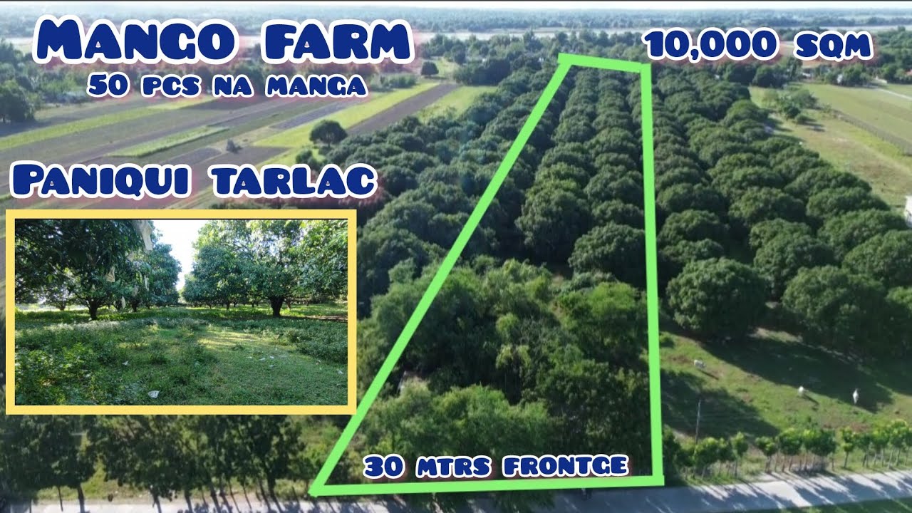 lot491 mango farm 30 mtrs frotge 50 pcs na manga 10,000sqm (1hec) 350 ...