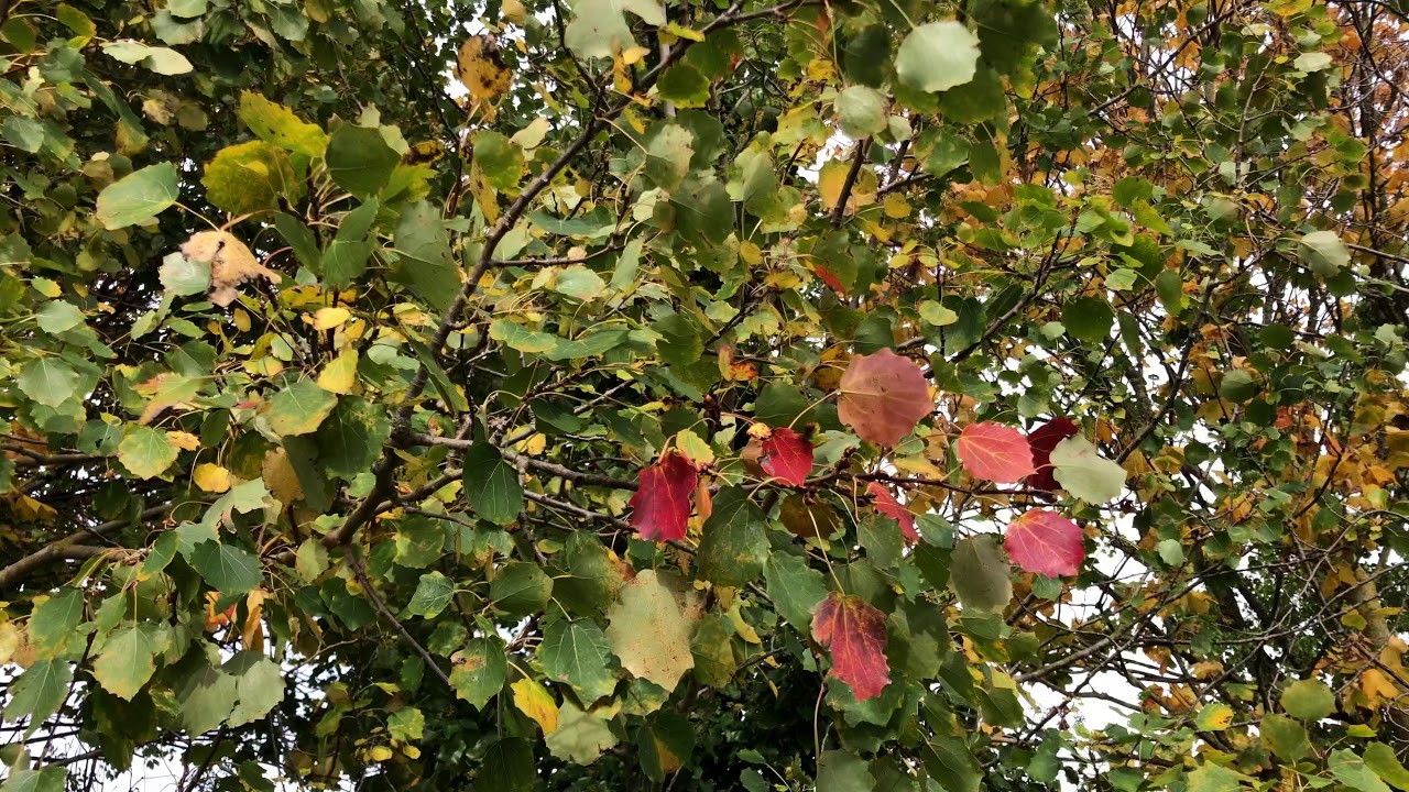 Aspen - branches, twigs & leaves - October 2020 - YouTube