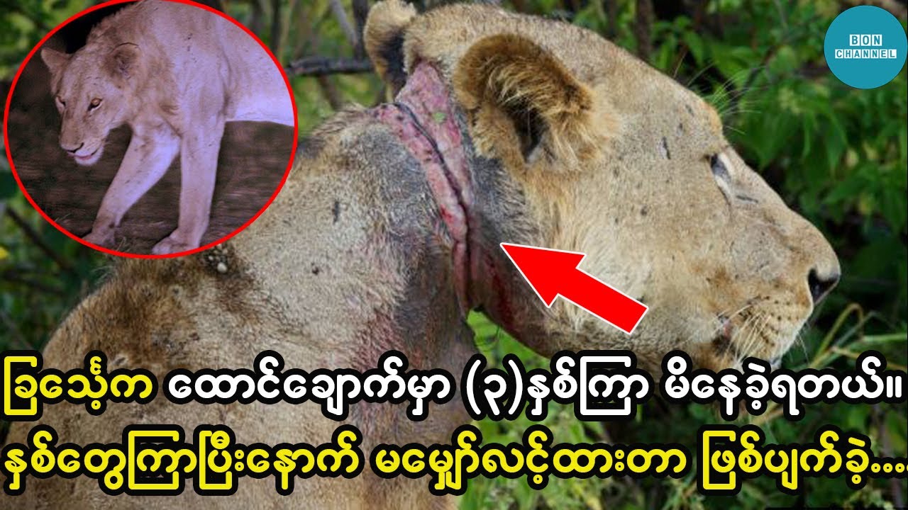 သနားစရာခြင်္သေ့လေးက ထောင်ချောက်မှာ ၃နှစ်ကြာ မိနေခဲ့ရတယ်။ နှစ်တွေက