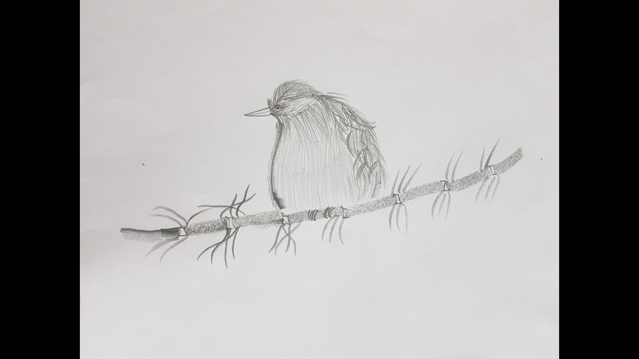 Bird Drawing For Beginners || How ToDraw Bird Easy || Bird Drawing ...