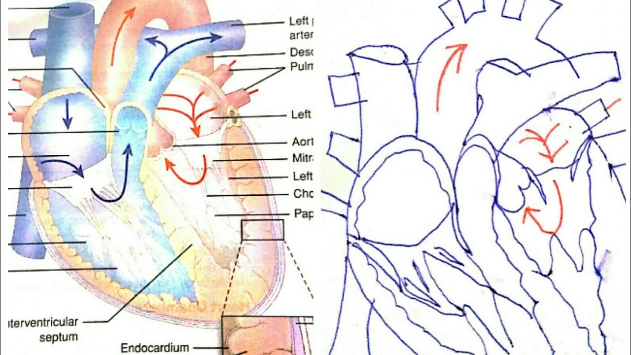 Heart diagram in 3 minutes..with easy steps - YouTube