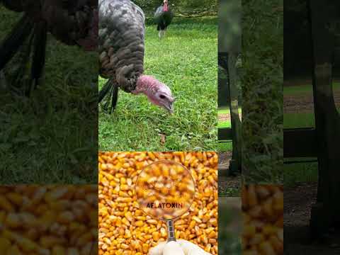 How To Keep The Turkeys Out Of Berry Bushes