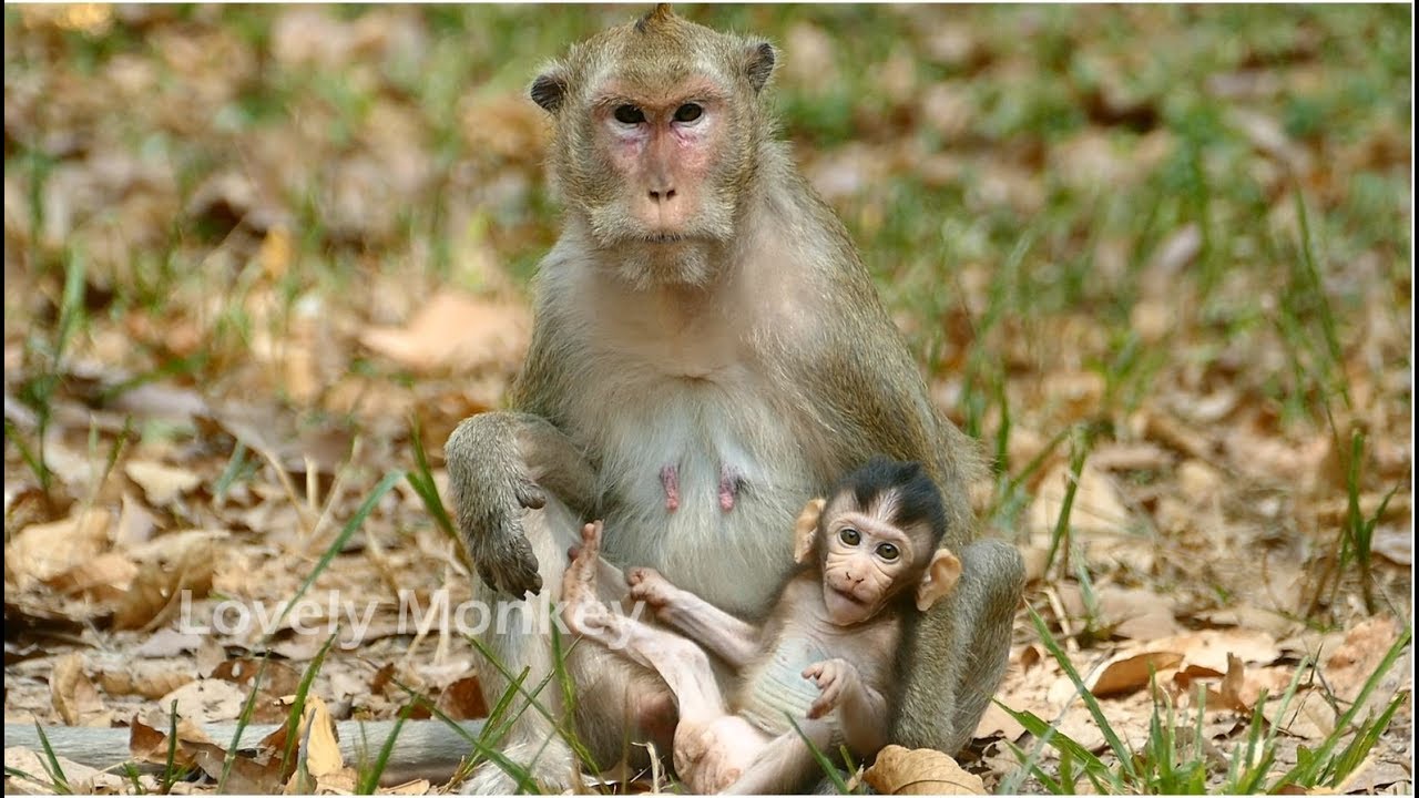 Under Protection From Queen Yari Baby Yohann Not Allow To Get Much ...