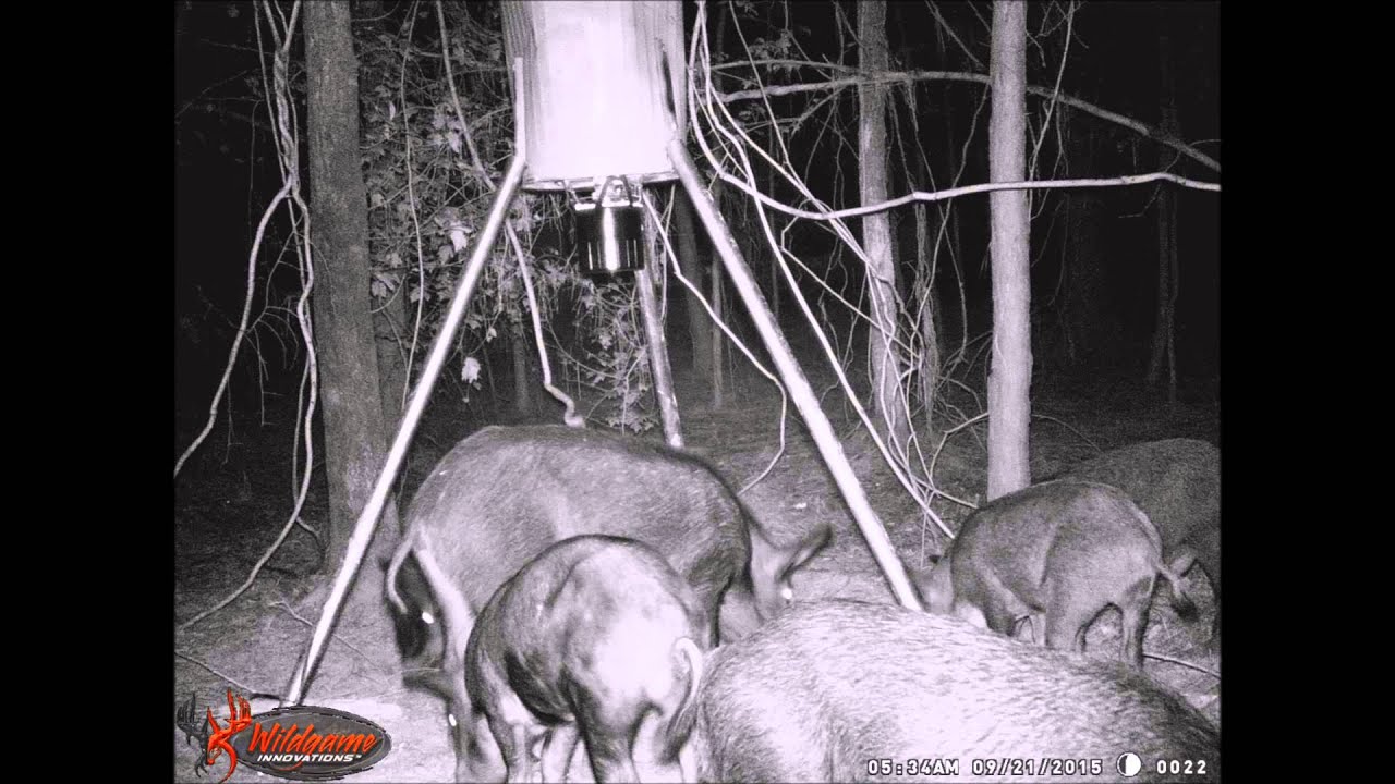 Hog Trial Camera Pictures For 9 21 - YouTube