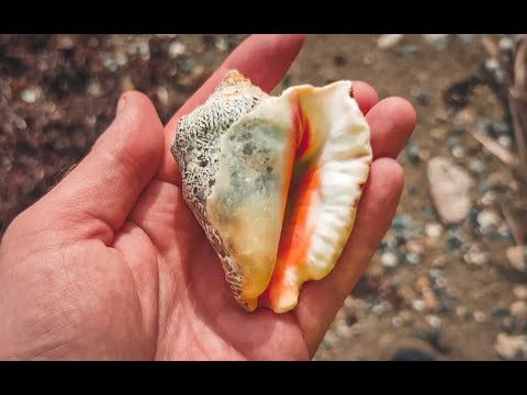 Found the BEST Hawk Wing Conch ever! - YouTube