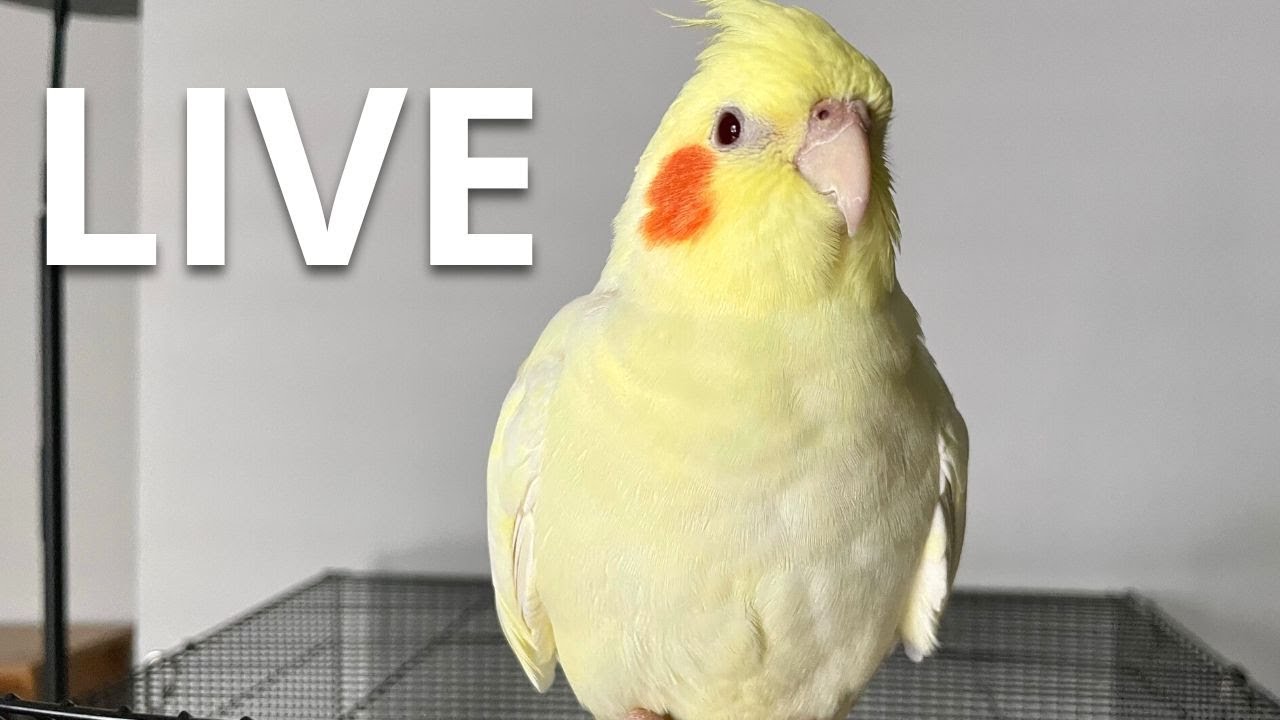 Cockatiel With Ducks Live Stream - YouTube