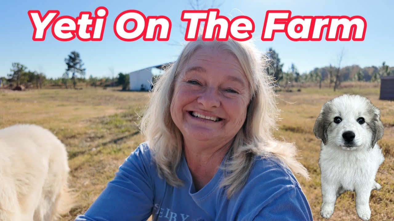 A New Farm Helper- Someday|| Training a Great Pyrenees Puppy Day 1 ...