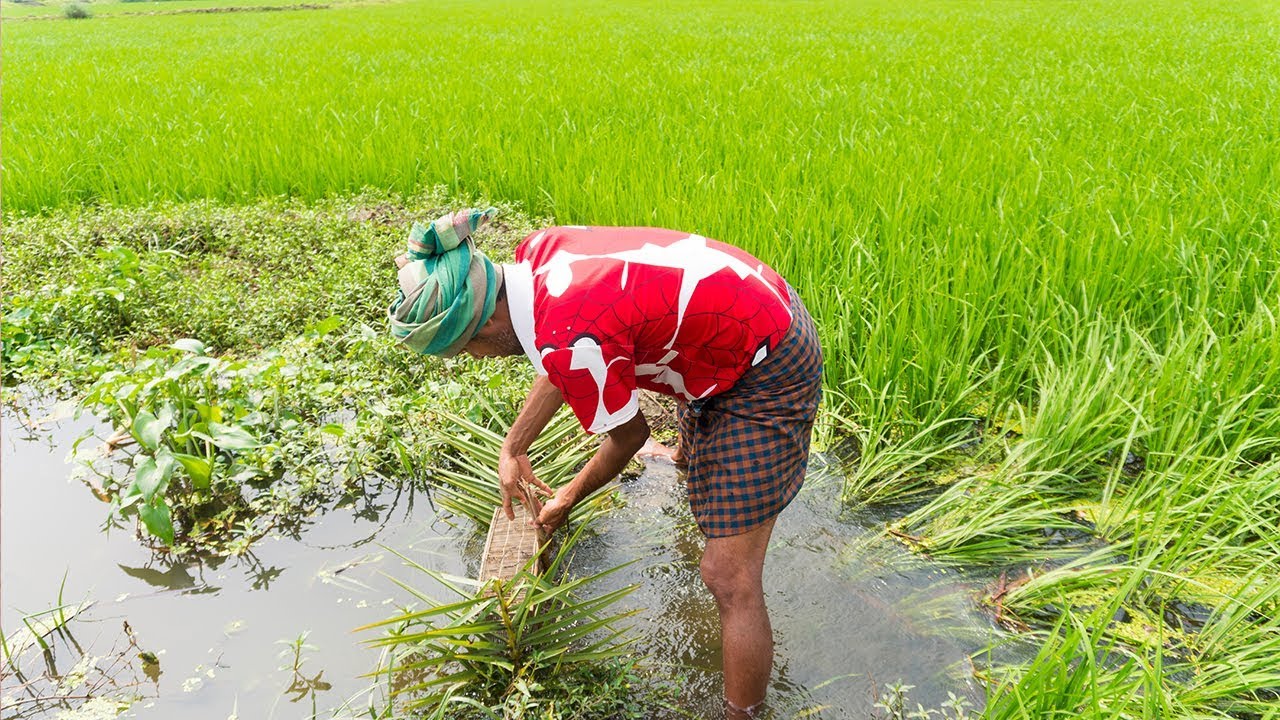 Amazing Village Traditional Fishing In Village Agricultural land ...
