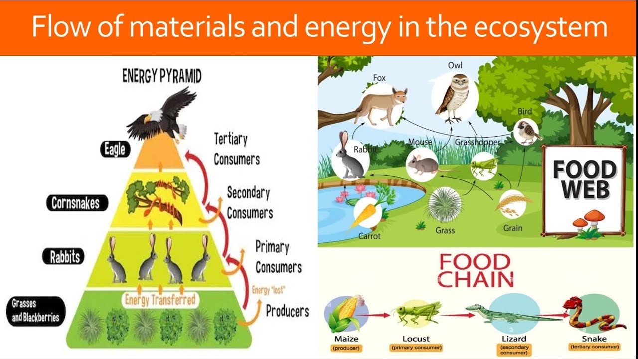 Flow of materials and energy in the ecosystem |food chain |food web ...